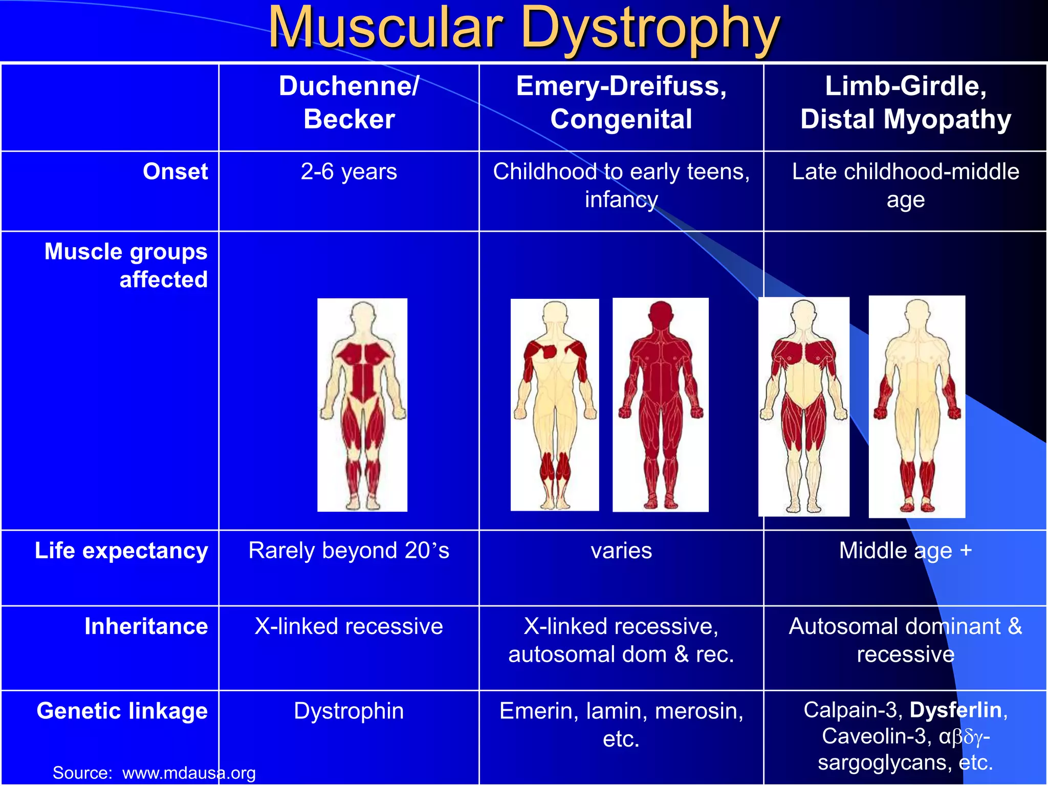 Inherited disorders of skeletal muscle | PPTX