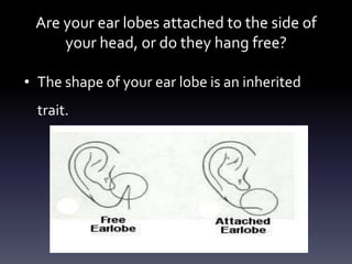 Inherited traits | PPTX