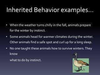 Inherited Traits Of Animals