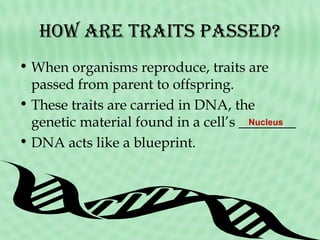Inherited traits | PPT