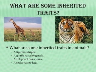 Inherited traits | PPT