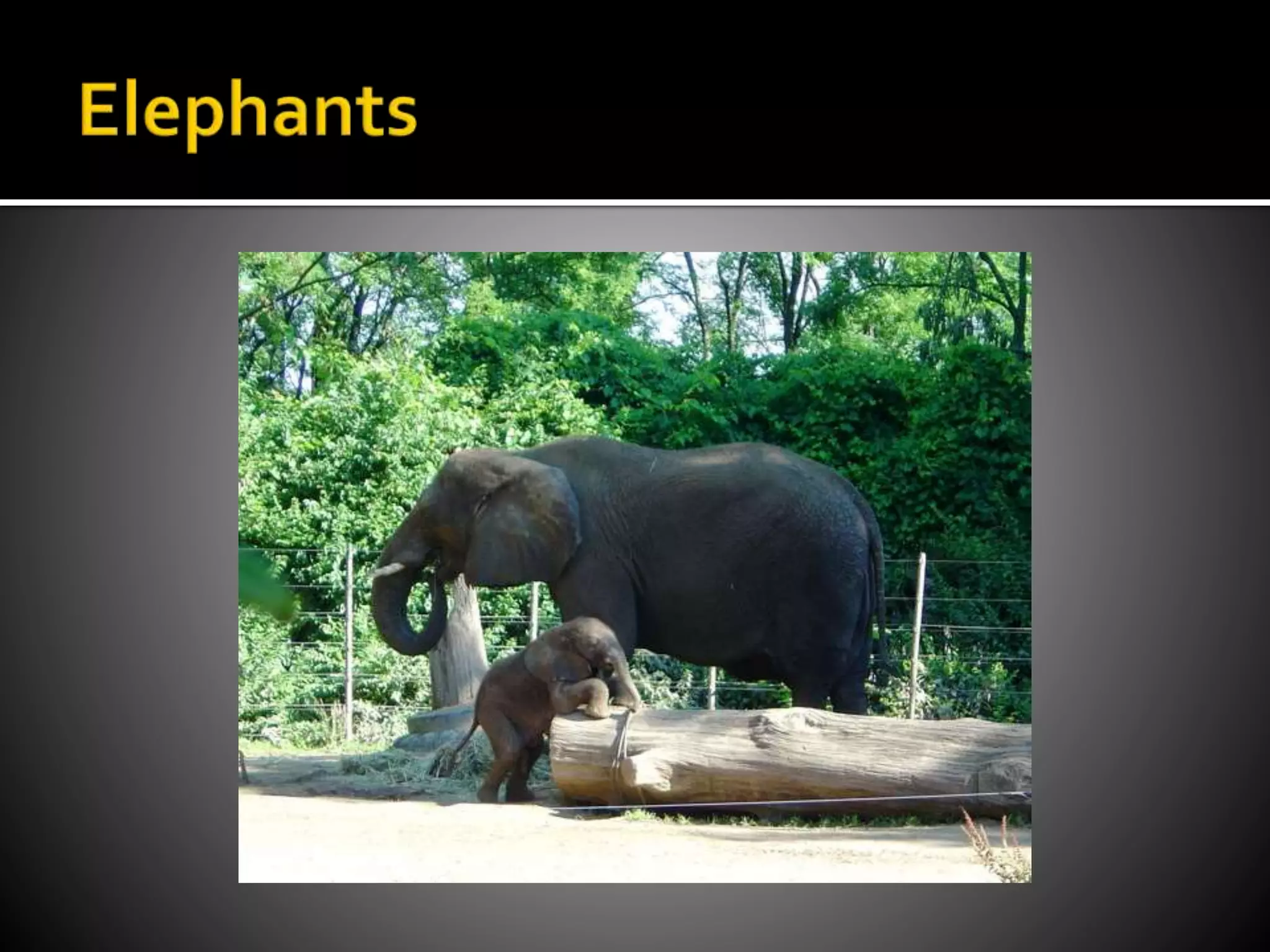 Inherited traits | PPT