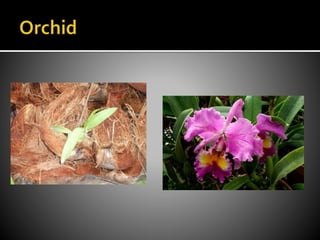 Inherited traits | PPT