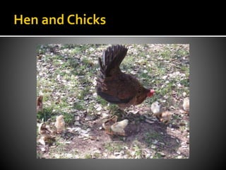 Inherited traits | PPT