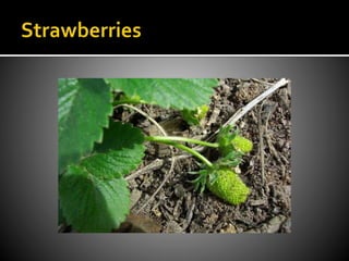 Inherited traits | PPT