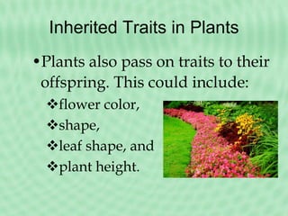 Inherited traits | PPT