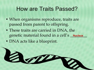 Inherited traits | PPT