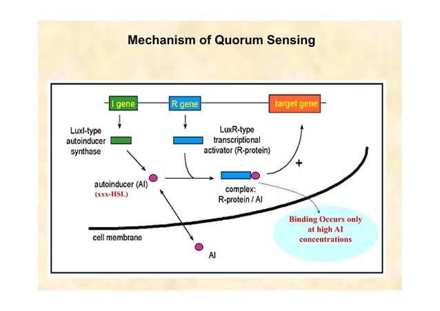 Inhibhition of quorum sensing | PPT
