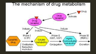 Inhibition and induction of drug metabolism | PPTX