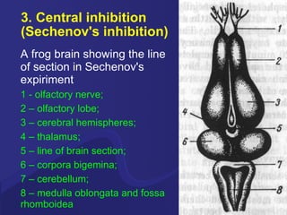 Inhibition in cns 1 | PPT