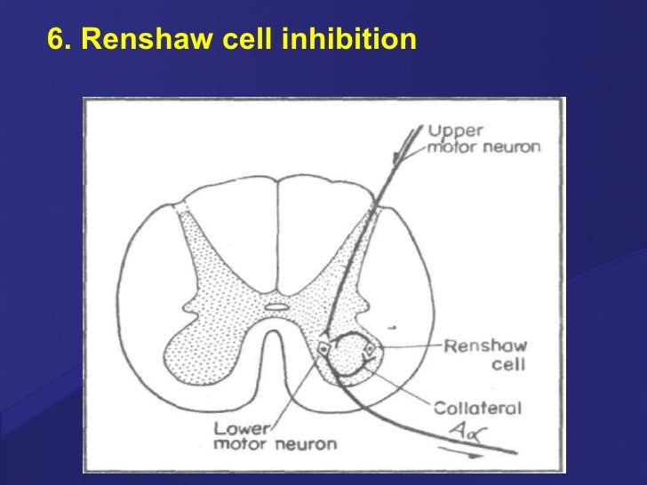 Inhibition in cns 1