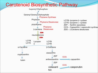Inhibition of ζ carotene desaturase gene in chili | PPT