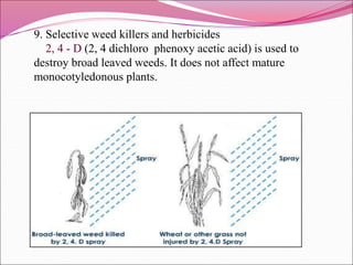VARIOUS GROWTH INHIBITORS AND RETARDANTS THEIR ROLE IN YIELD AND ...