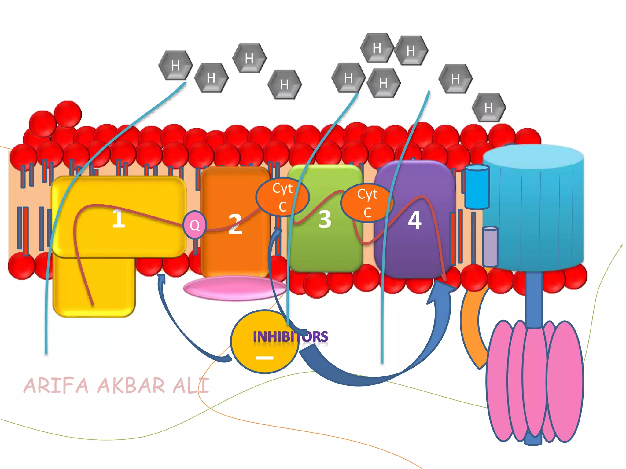 INHIBITORS AND UNCOUPLERS IN ELECTRONE TRANSPORT CHAIN | PPTX