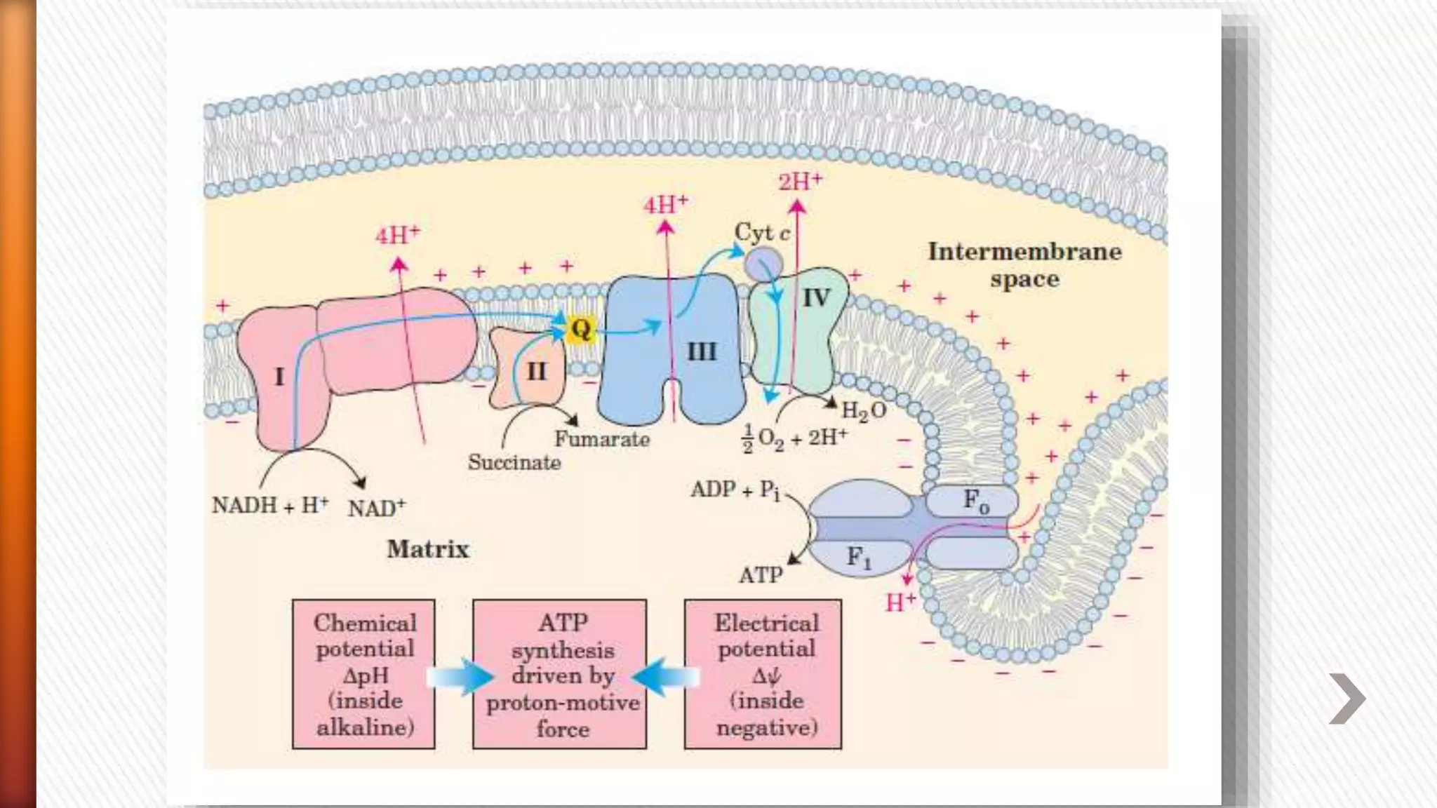 INHIBITORS OF ELECTRON TRANSPORT CHAIN AND OXIDATIVE PHOSPHORYLATION | PPTX