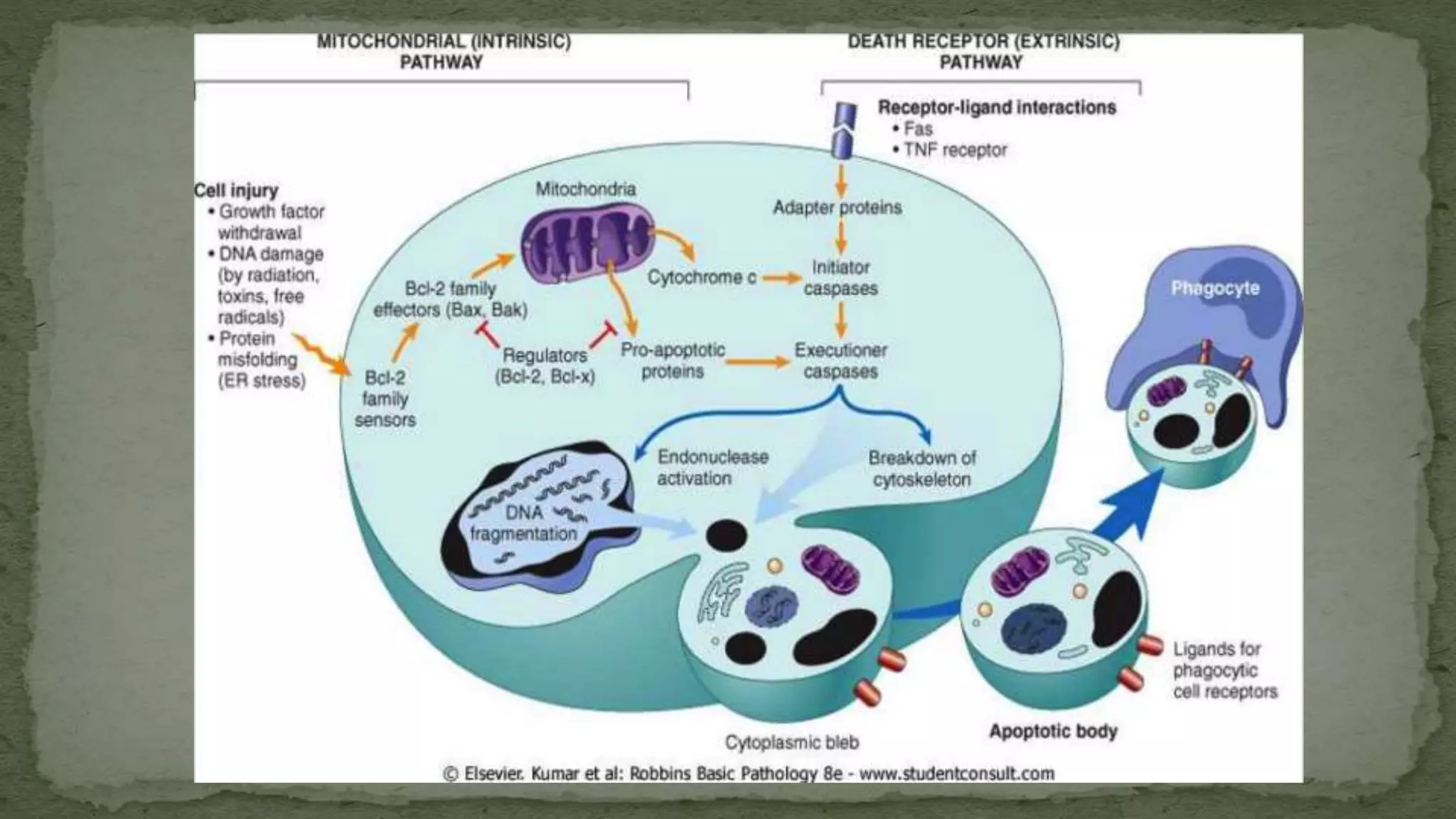 INHIBITORS OF ELECTRON TRANSPORT CHAIN AND OXIDATIVE PHOSPHORYLATION | PPTX | Chemistry | Science