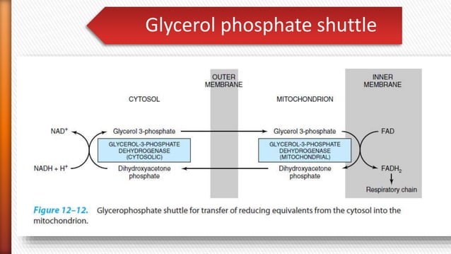 INHIBITORS OF ELECTRON TRANSPORT CHAIN AND OXIDATIVE PHOSPHORYLATION | PPTX | Chemistry | Science