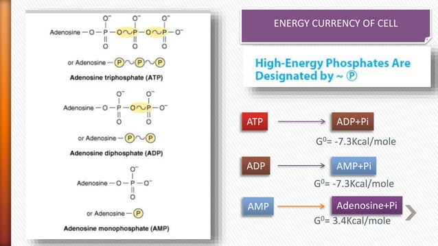INHIBITORS OF ELECTRON TRANSPORT CHAIN AND OXIDATIVE PHOSPHORYLATION | PPTX | Chemistry | Science