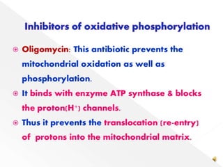 Inhibitors of oxidative phosphorylation | PPTX | Endocrine and ...