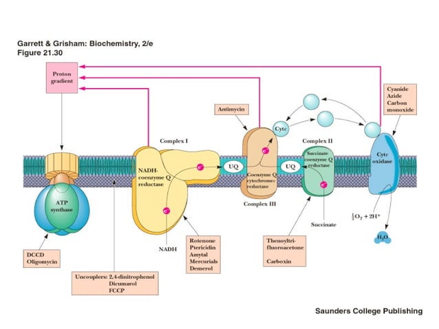 Inhibitors of oxidative phosphorylationppt | PPT | Chemistry | Science