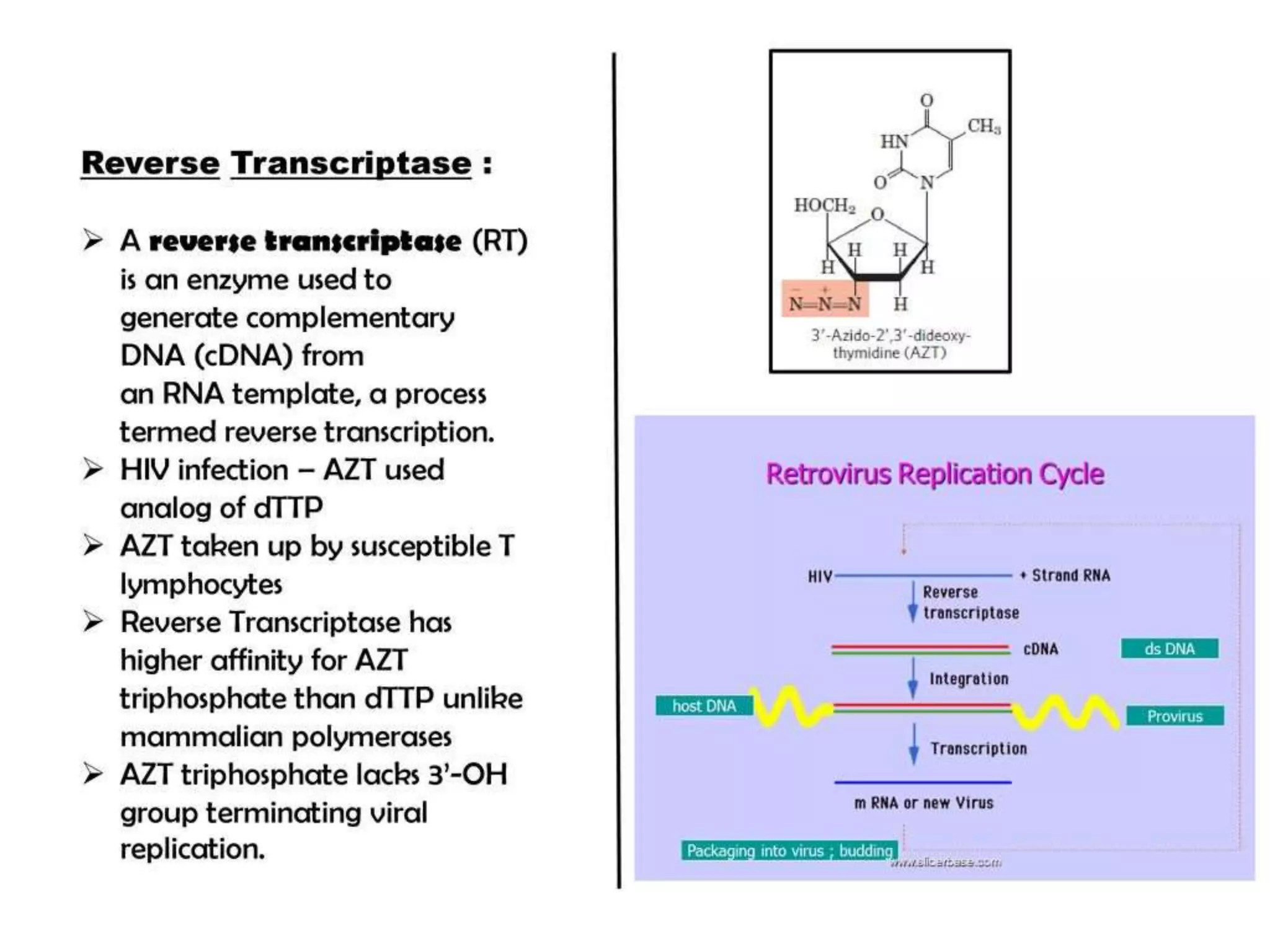 Inhibitors of transcription.pptx