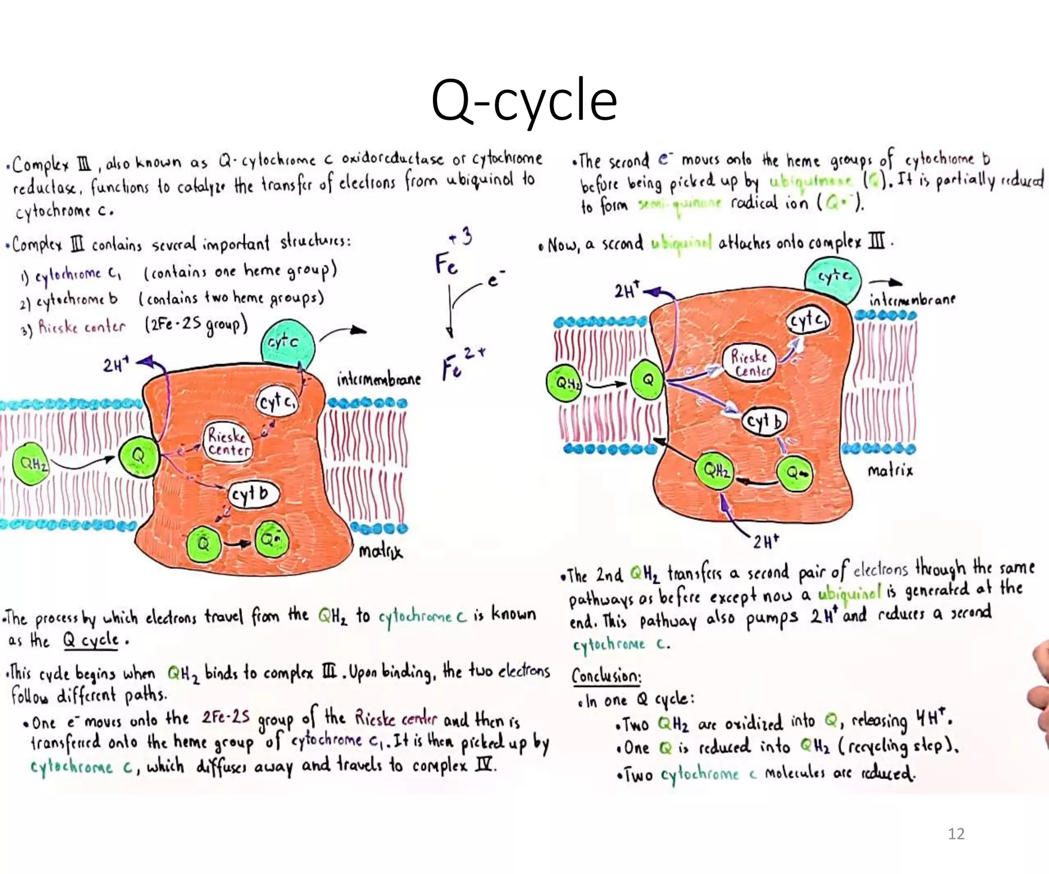 Inhibitors & uncouplers of oxidative phosphorylation & ETC | PPTX