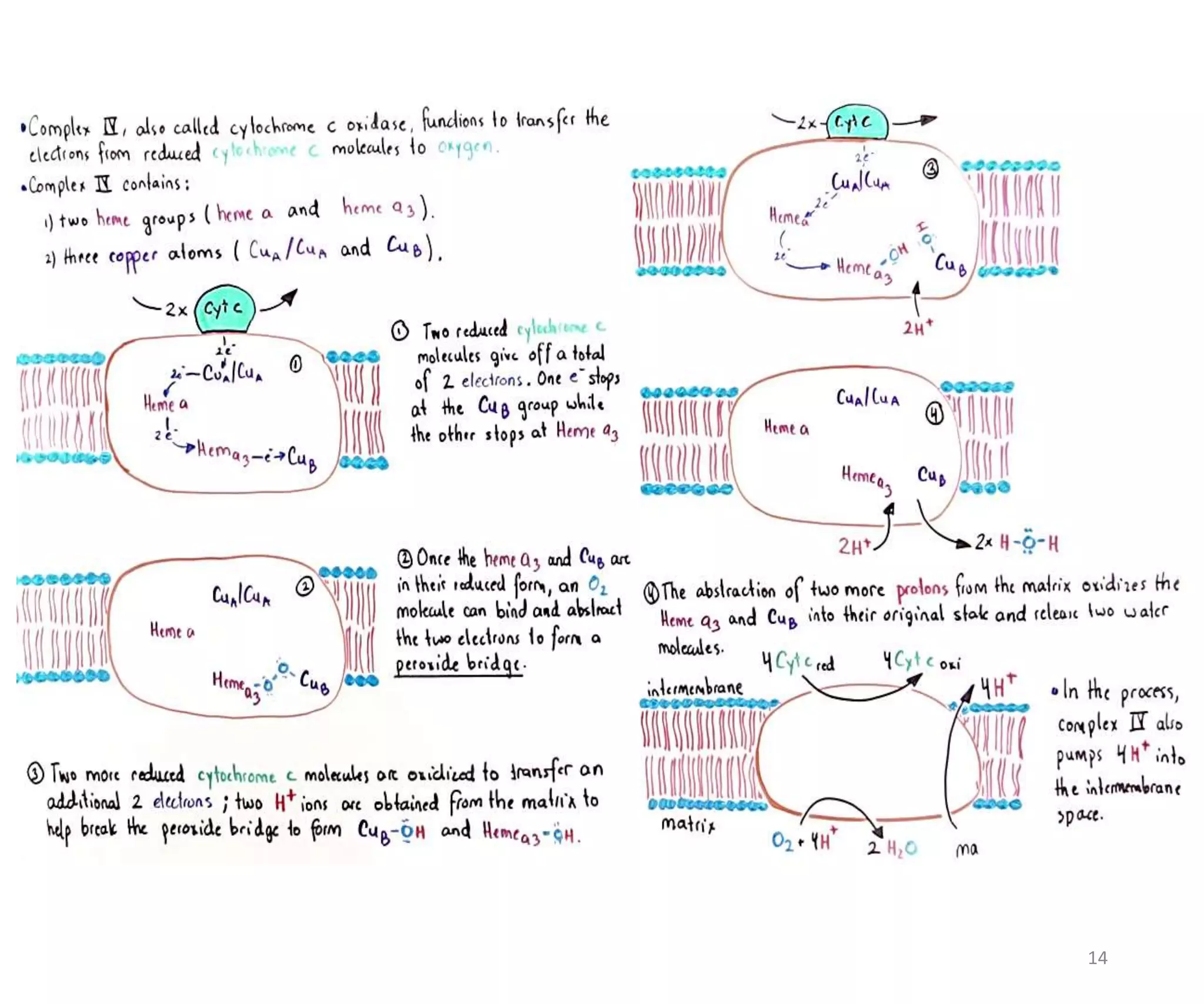 Inhibitors & uncouplers of oxidative phosphorylation & ETC | PPTX