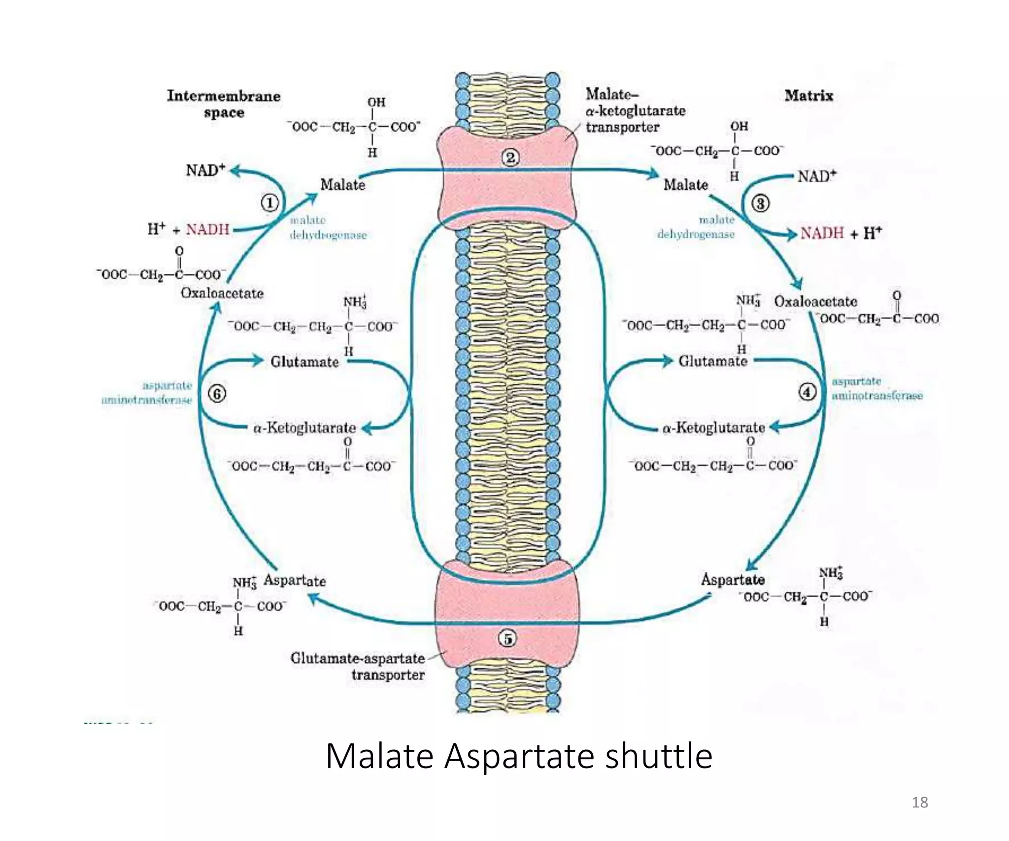 Inhibitors & uncouplers of oxidative phosphorylation & ETC | PPTX