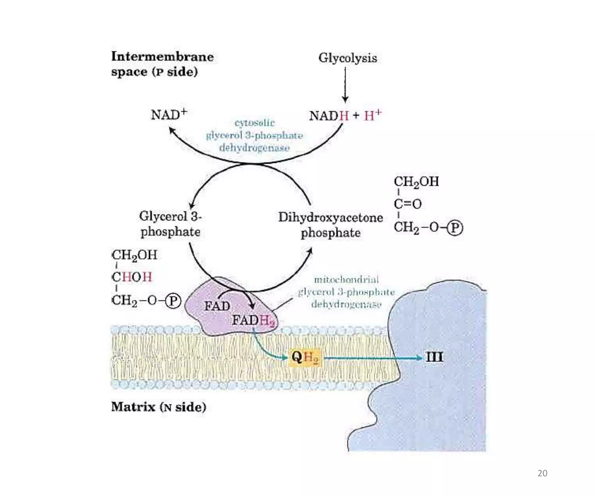 Inhibitors & uncouplers of oxidative phosphorylation & ETC | PPTX