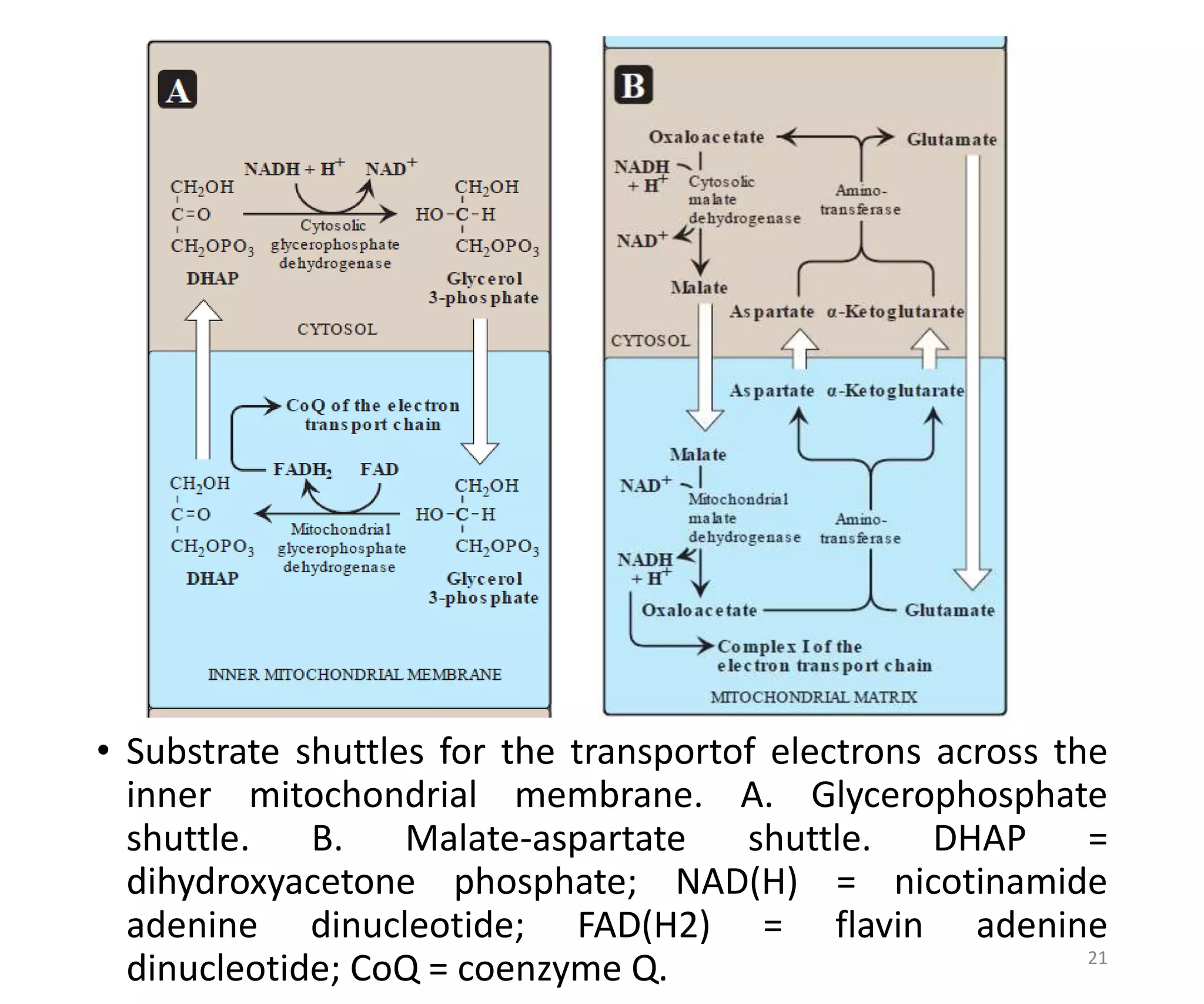 Inhibitors & uncouplers of oxidative phosphorylation & ETC | PPTX