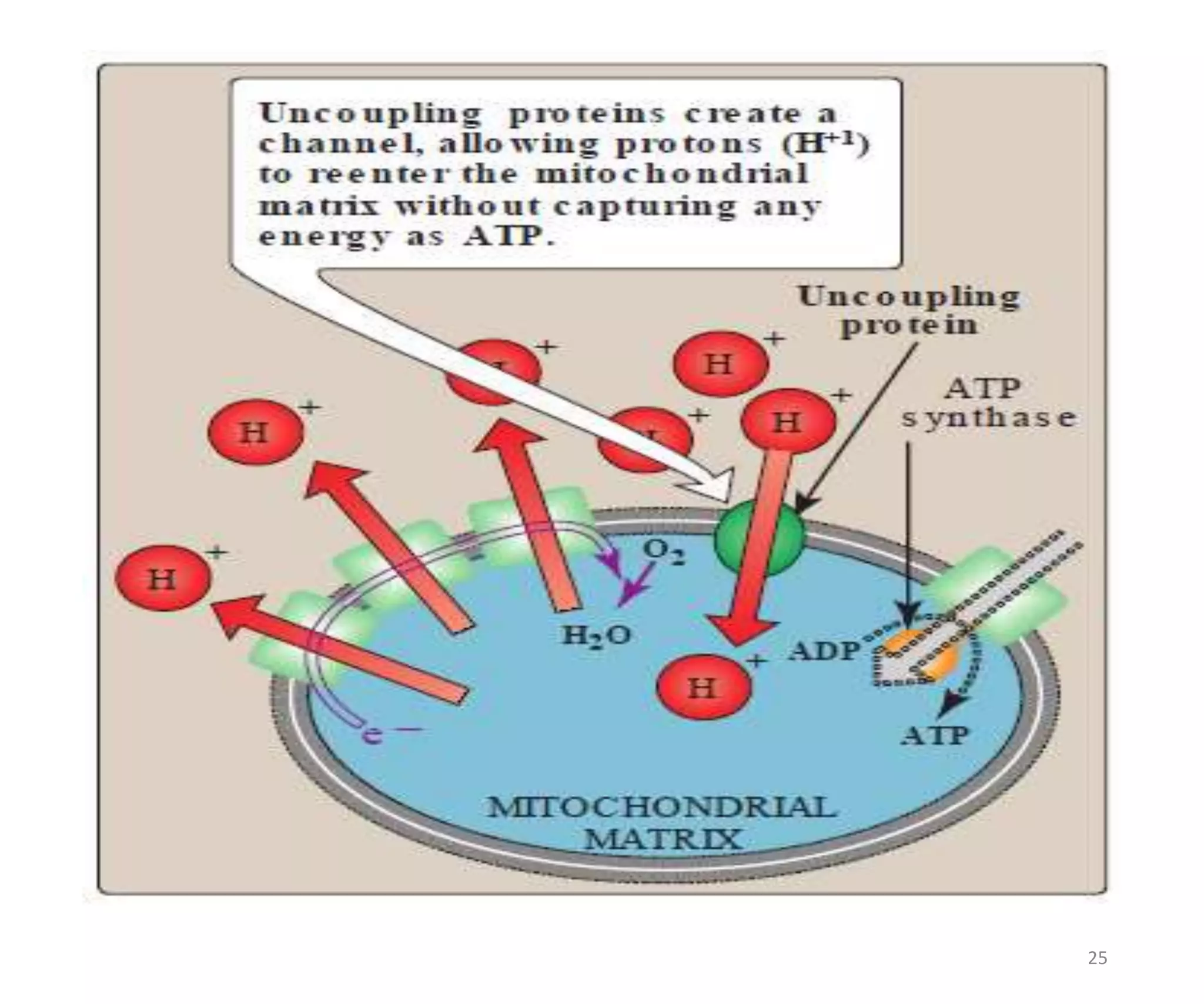 Inhibitors & uncouplers of oxidative phosphorylation & ETC | PPTX