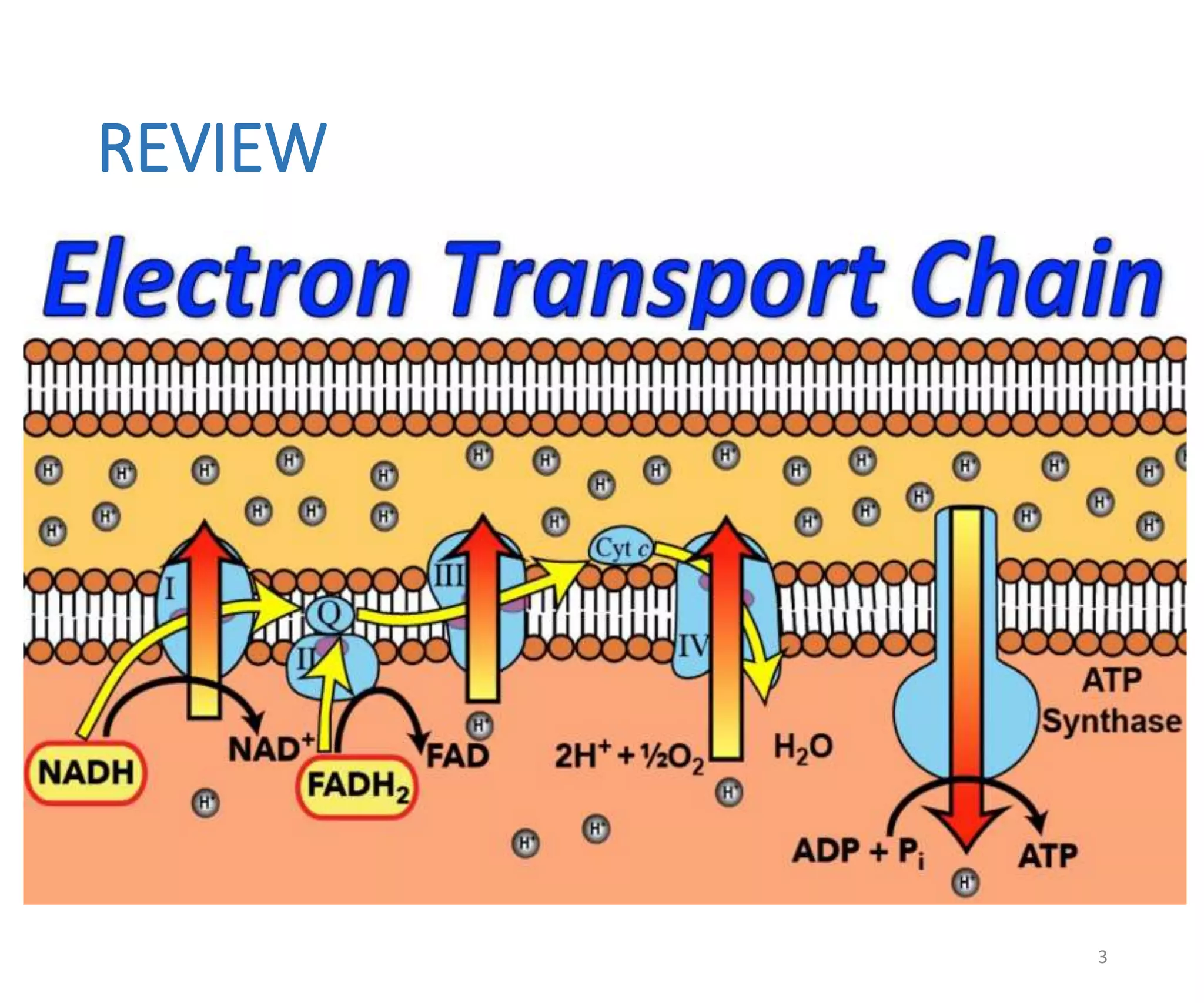 Inhibitors & uncouplers of oxidative phosphorylation & ETC | PPTX
