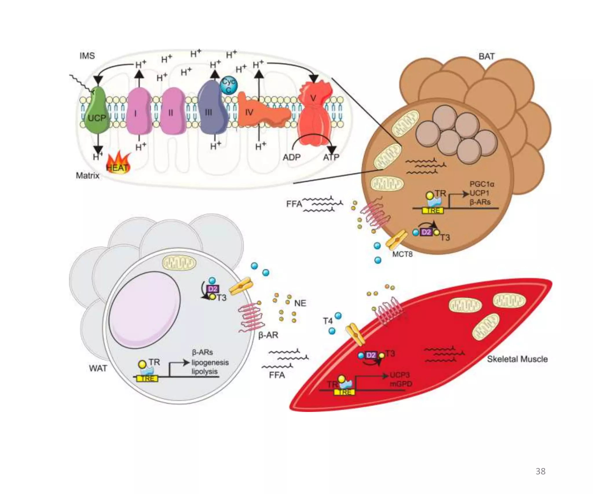 Inhibitors & uncouplers of oxidative phosphorylation & ETC | PPTX