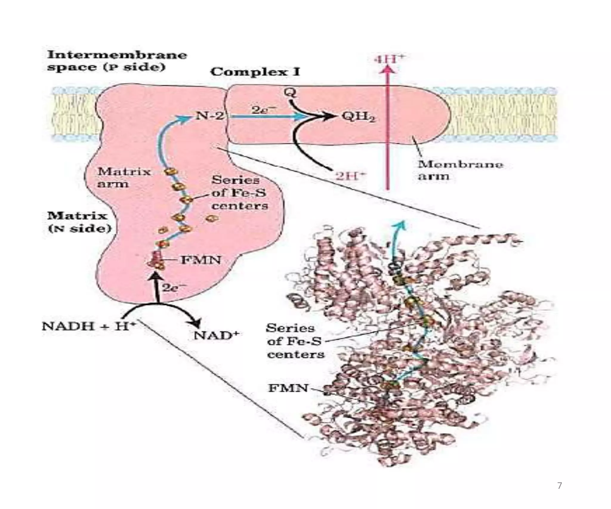 Inhibitors & uncouplers of oxidative phosphorylation & ETC | PPTX