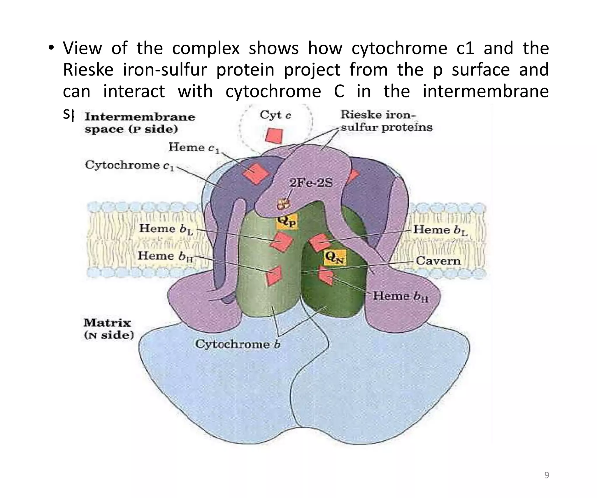 Inhibitors & uncouplers of oxidative phosphorylation & ETC | PPTX