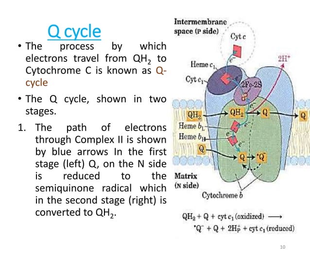 Inhibitors & uncouplers of oxidative phosphorylation & ETC | PPTX