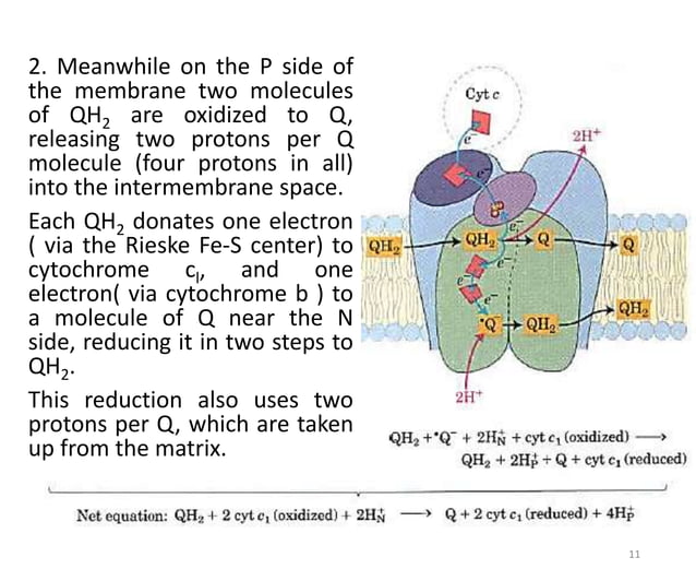 Inhibitors & uncouplers of oxidative phosphorylation & ETC | PPTX