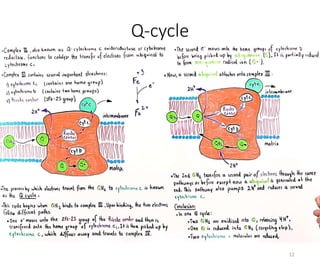 Inhibitors & uncouplers of oxidative phosphorylation & ETC | PPTX