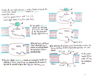 Inhibitors & uncouplers of oxidative phosphorylation & ETC | PPTX