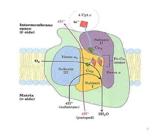 Inhibitors & uncouplers of oxidative phosphorylation & ETC | PPTX