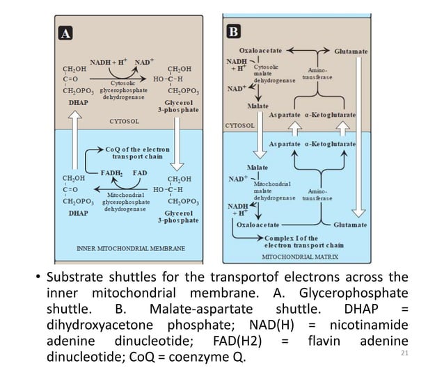 Inhibitors & uncouplers of oxidative phosphorylation & ETC | PPTX