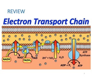 Inhibitors & uncouplers of oxidative phosphorylation & ETC | PPTX