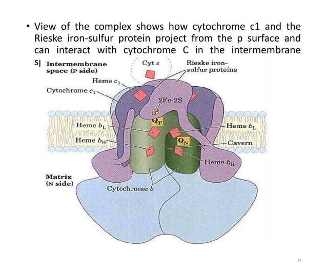 Inhibitors & uncouplers of oxidative phosphorylation & ETC | PPTX