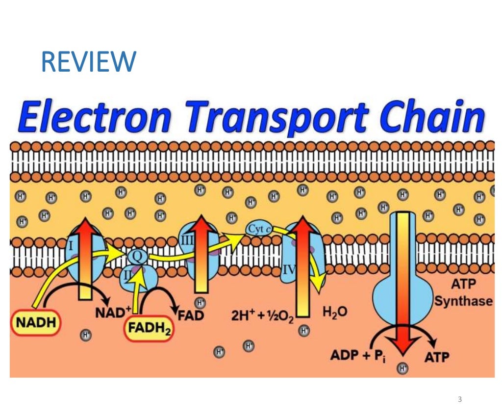 Inhibitors & uncouplers of oxidative phosphorylation & ETC