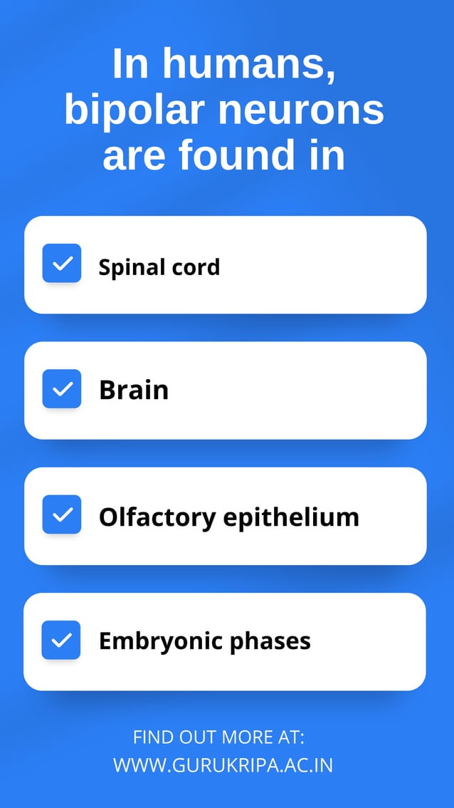 In humans, bipolar neurons are found in.pdf