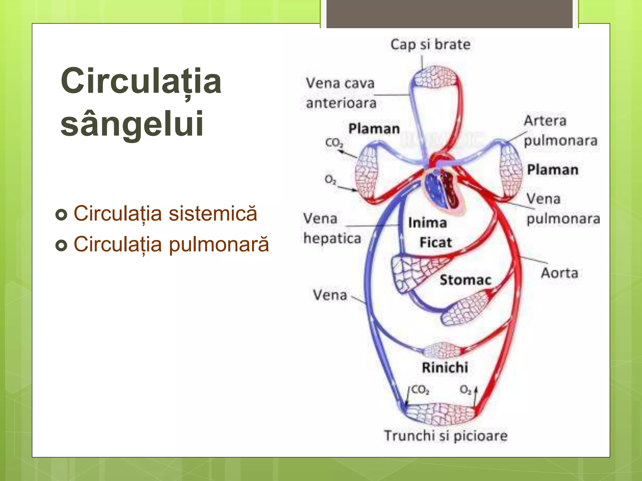 Inima si sistemul cardiovascular | PPTX