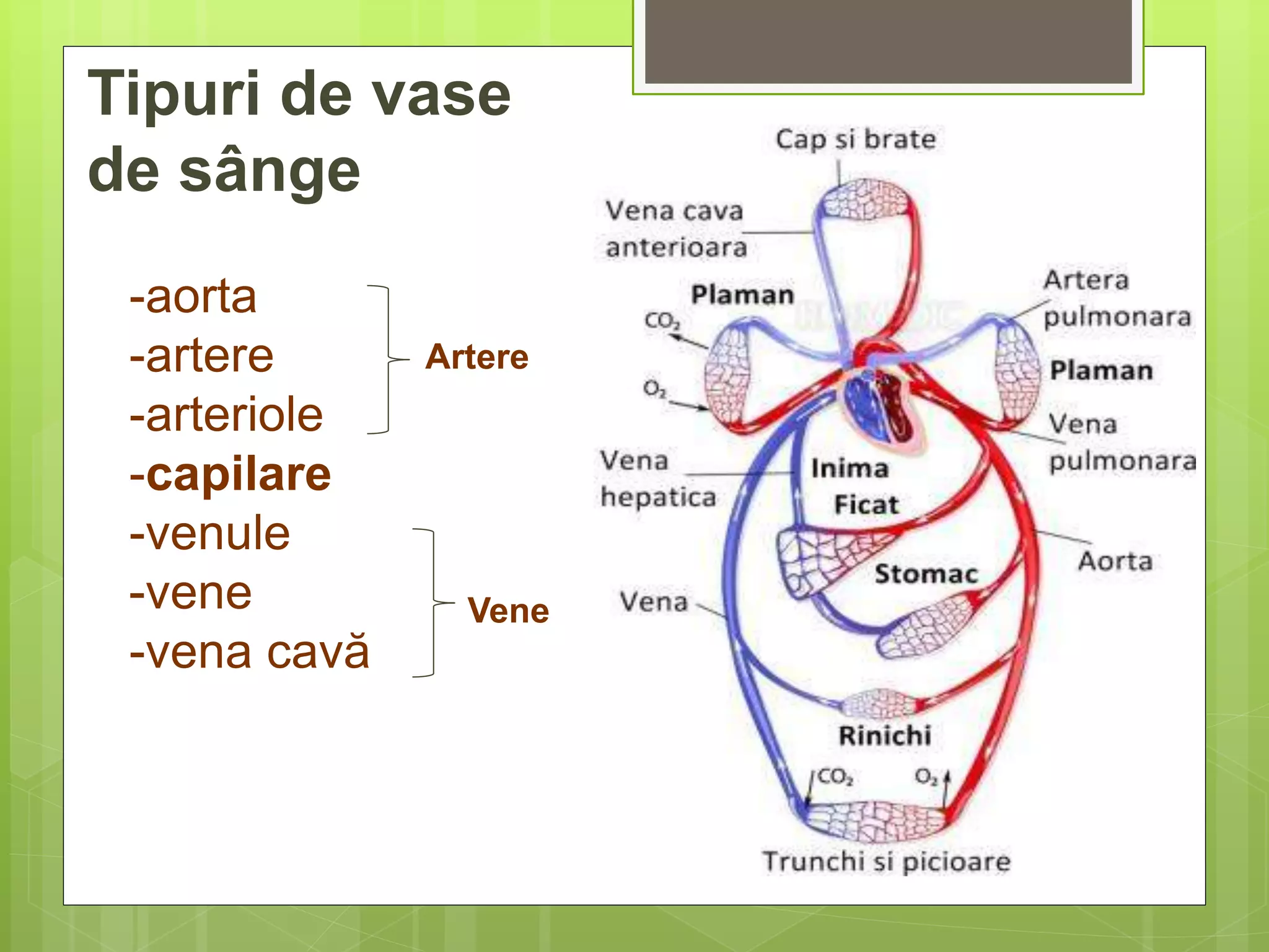 Inima si sistemul cardiovascular | PPTX
