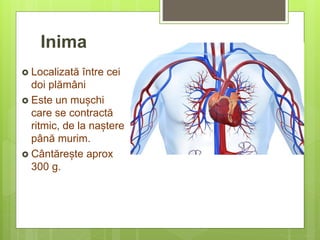 Inima si sistemul cardiovascular | PPTX