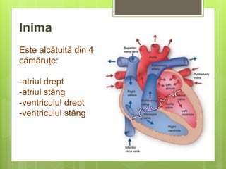 Inima si sistemul cardiovascular | PPTX