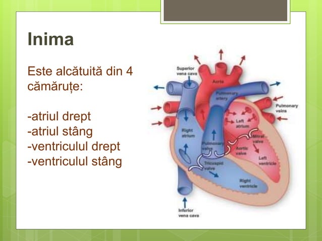 Inima si sistemul cardiovascular | PPTX